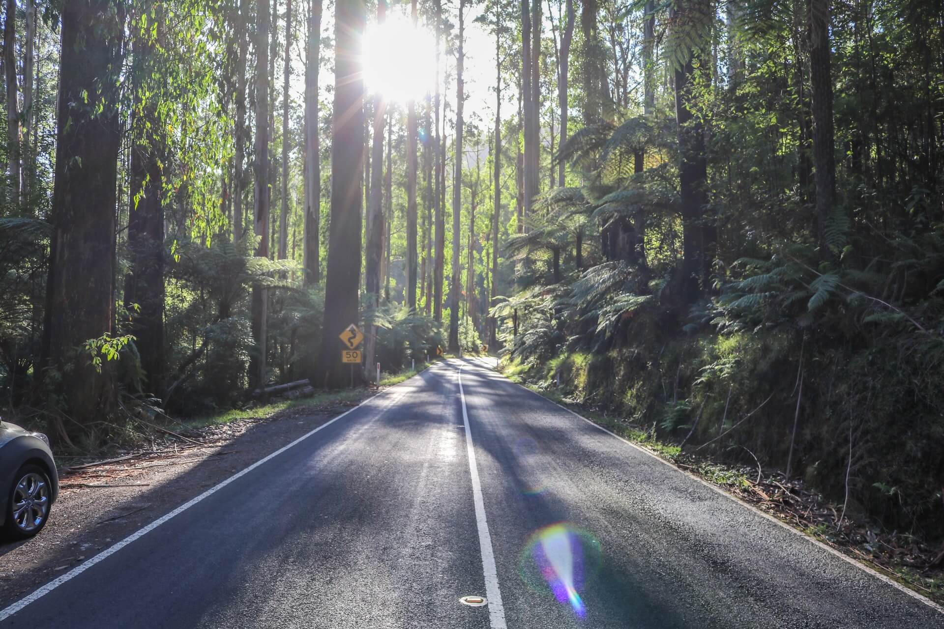 Black Spur Drive, a road trip in Australia. - Roads - Roadstotravel